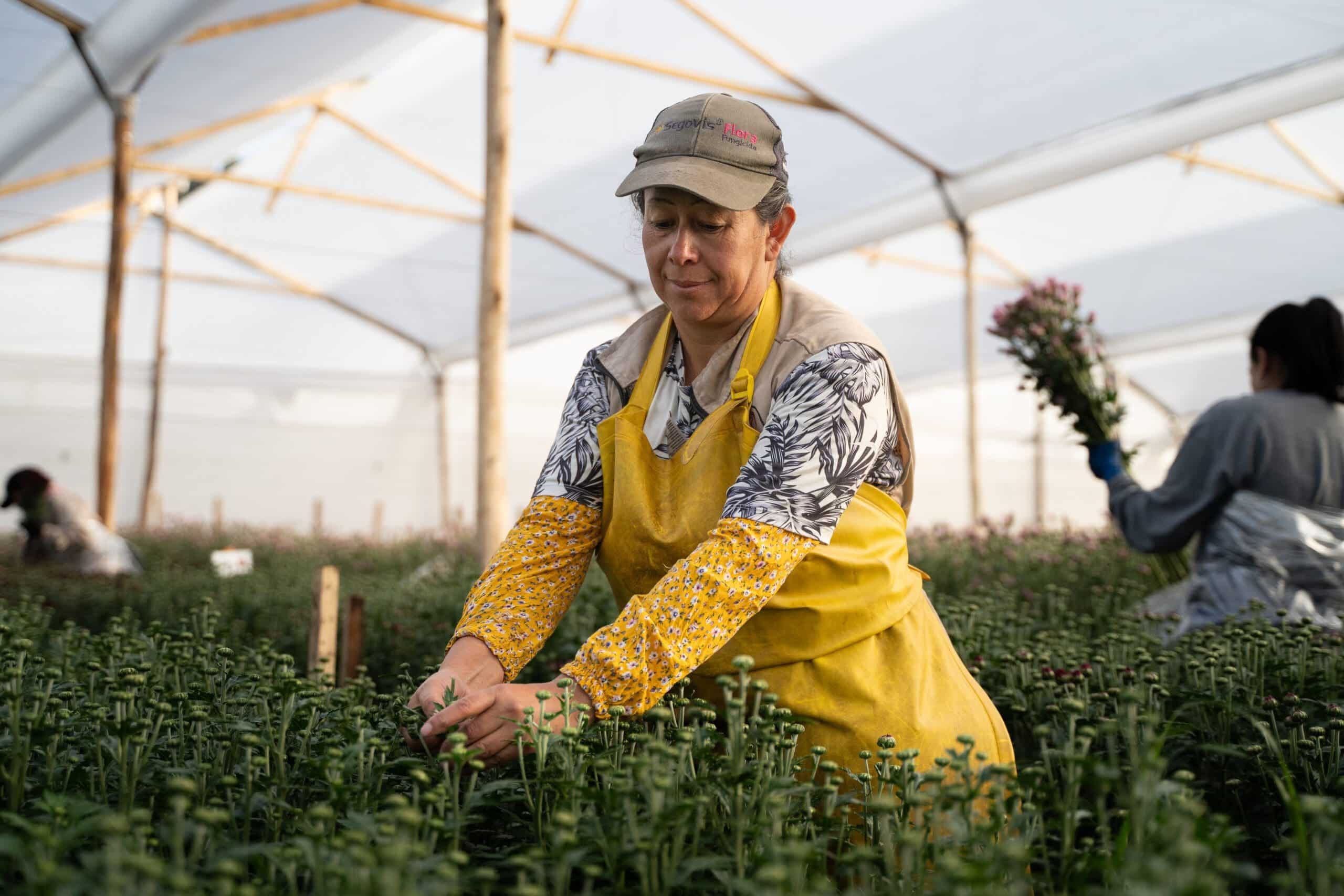 Growers 2 Home – From the farms to your home, our aim is to ensure the ...